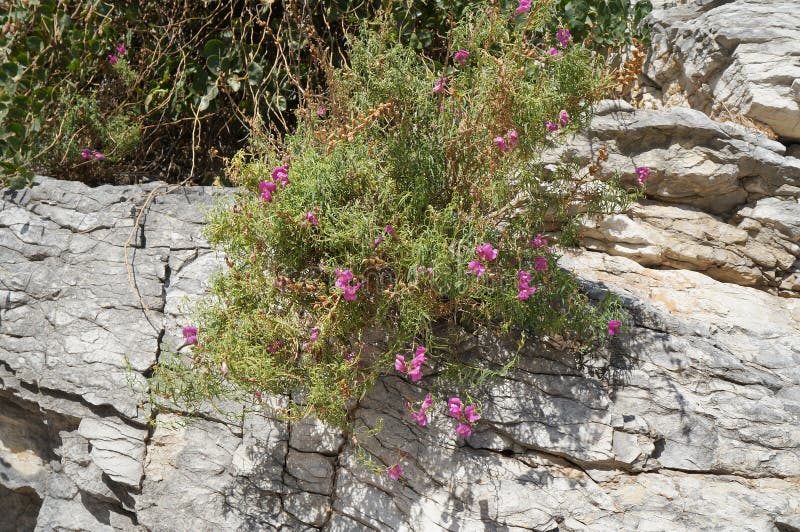 Snapdragon Growing on the Rock Stock Image - Image of herbs, nature ...