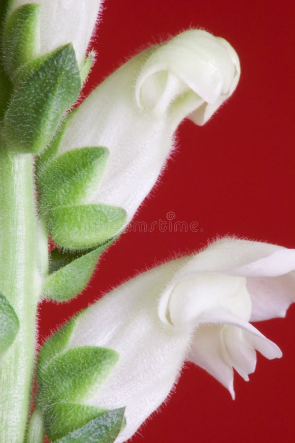Snowdrops stock photo. Image of colors, color, purple - 42032570