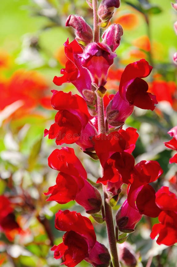 Snapdragon red stock photo. Image of park, grow, snapdragons - 26799296