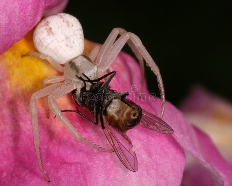 Snapdragon Spider stock image. Image of flies, feeding - 5267079