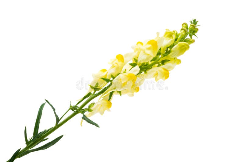 Snapdragon yellow isolated stock photo. Image of plant - 308225818