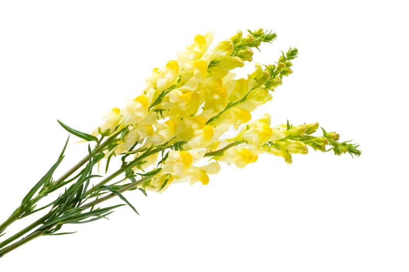 Snapdragon yellow isolated stock image. Image of plant - 308225821