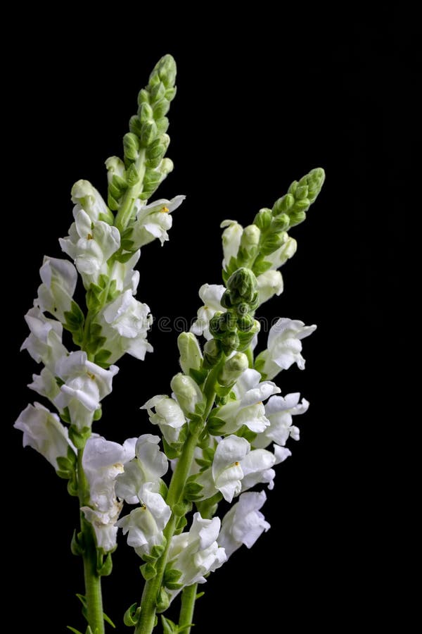 Snapdragons on black stock photo. Image of pink, snapdragon - 69157228