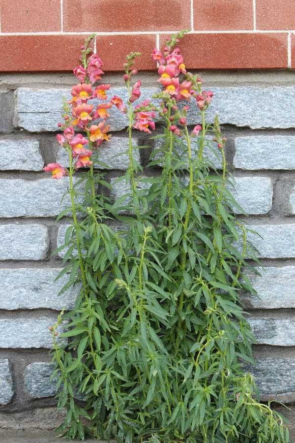 Snapdragons stock image. Image of stones, strenght, shade - 70646979