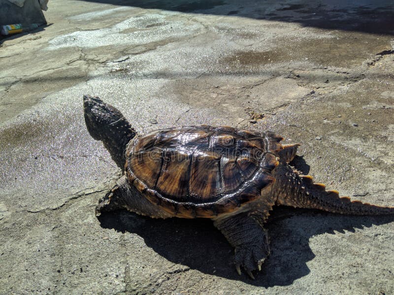 Snaping turtle stock photo. Image of snaping, turtle - 200857472