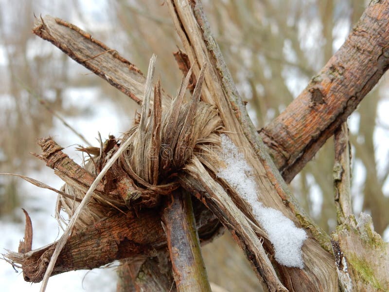 Snapped Branches stock image. Image of wood, background - 118439873