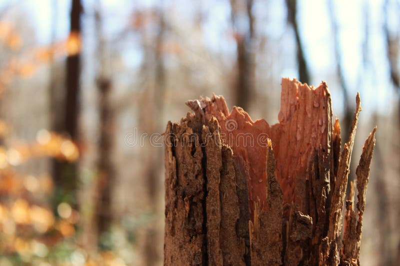 Snapped in half stock photo. Image of bottom, winter - 319185380