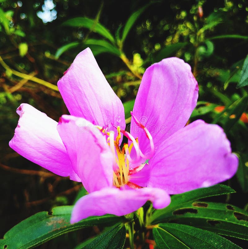 The Gosing Flower North Borneo Stock Photo - Image of flower, gosing ...