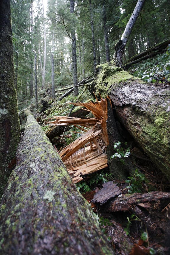 Snapped tree in the forest stock image. Image of pacific - 4780847