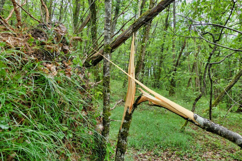 Snapped Tree stock image. Image of green, wind, natural - 318732613