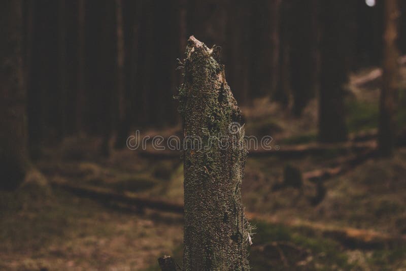 Stumped stock photo. Image of snapped, tree, growing - 114136742