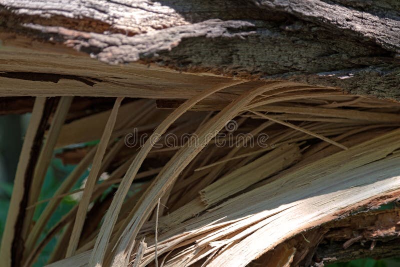Snapped Tree Trunk after a Storm Stock Photo - Image of green ...