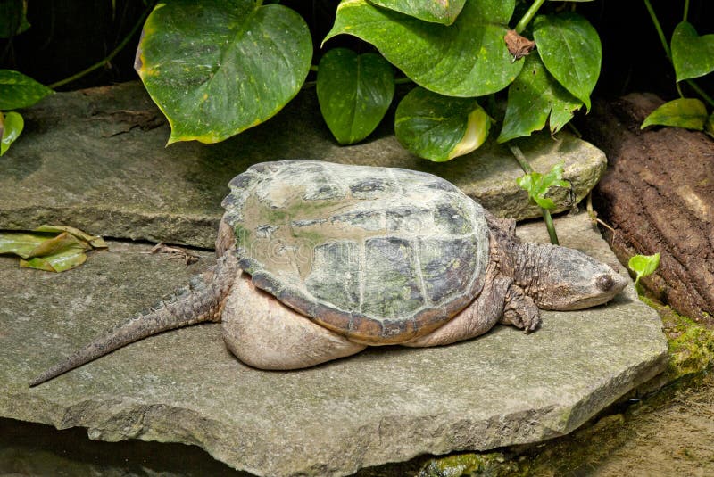 143 Ugly Turtle Photos - Free & Royalty-Free Stock Photos from Dreamstime