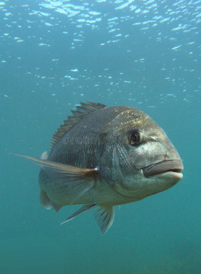 New Zealand Red Snapper Fish on Ice Stock Photo - Image of nutritious ...