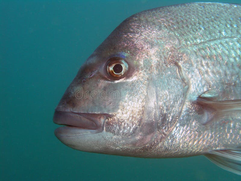 New Zealand Red Snapper Fish on Ice Stock Photo - Image of nutritious ...