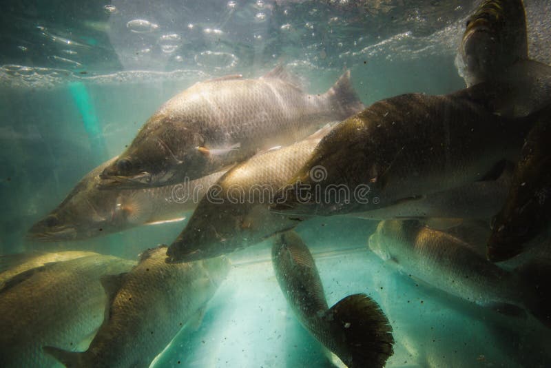 Snapper fish in aquarium stock photo. Image of nature - 184813198