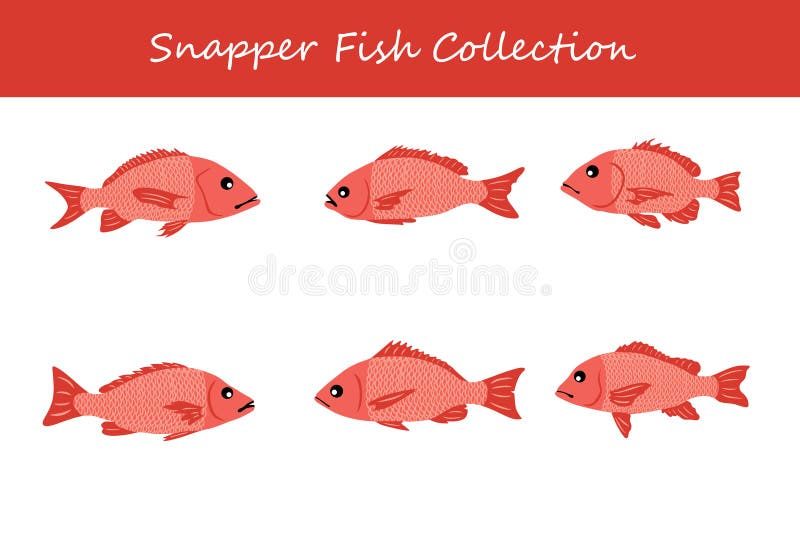 Snapper Fish Collection. Snapper Fish in Different Poses. Vector ...