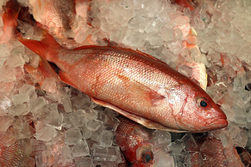 Snapper fish stock image. Image of snapper, health, diet - 168490791