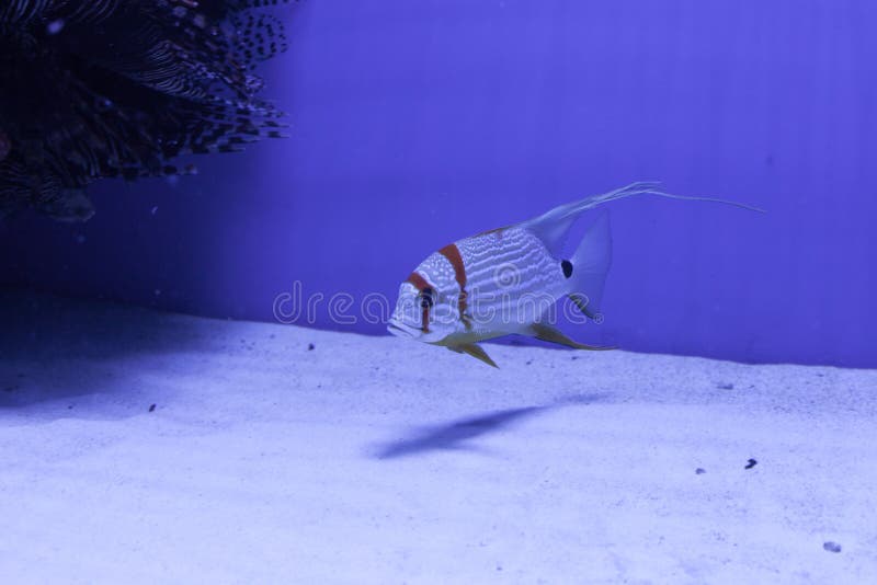 Snapper Fish Swimming Underwater Stock Image - Image of scuba ...
