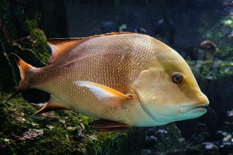 Snapper Fish Swims on the Bottom on Aquarium Stock Photo - Image of ...