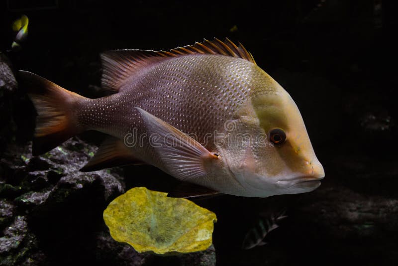 Snapper Fish Swims on the Bottom of the Sea Stock Image - Image of ...
