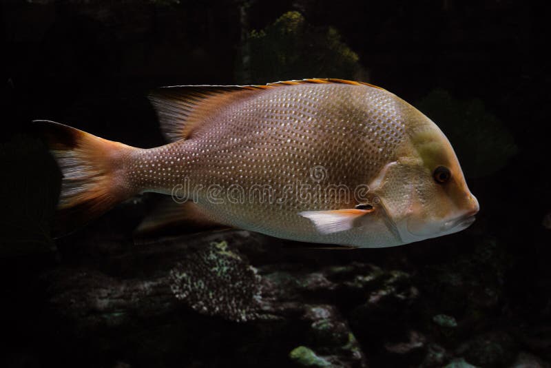 Snapper Fish Swims on the Bottom of the Sea Stock Image - Image of ...