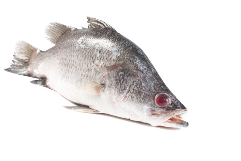 Snapper stock image. Image of health, fresh, nature, isolated - 52793971