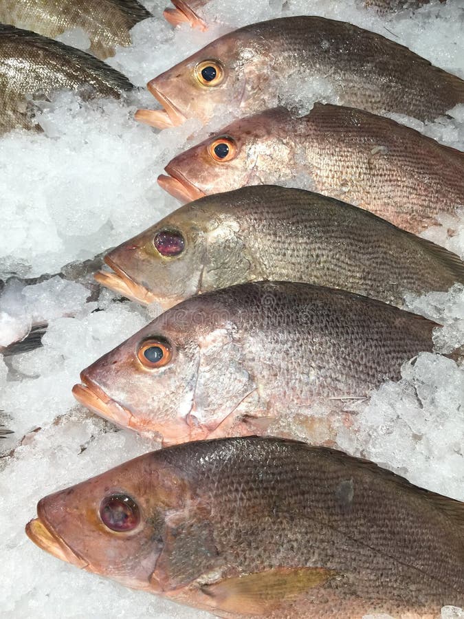 Snapper stock photo. Image of snapper, fishes, seafood - 57138264