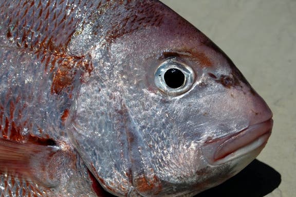 Snapper Head stock image. Image of market, lips, lemon - 505899