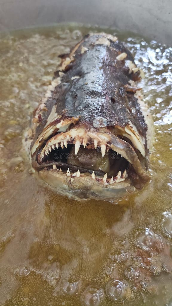 Snapper head stock image. Image of underwat, seafood - 263064561