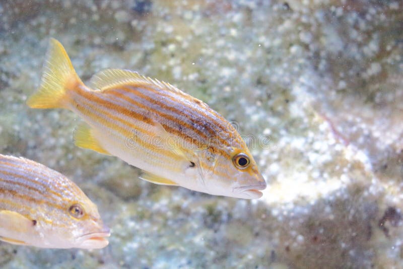 Snapper stock photo. Image of aquarium, underwater, fish - 62621682