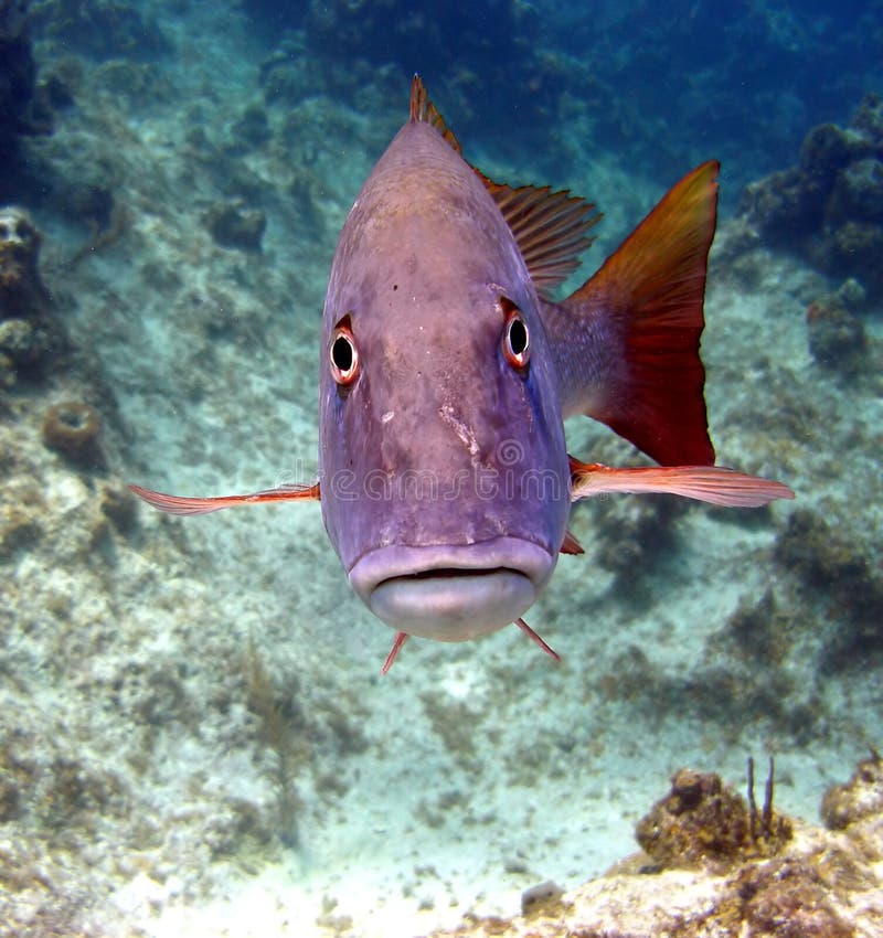 Snapper face stock photo. Image of snapper, zealand, marine - 16699514
