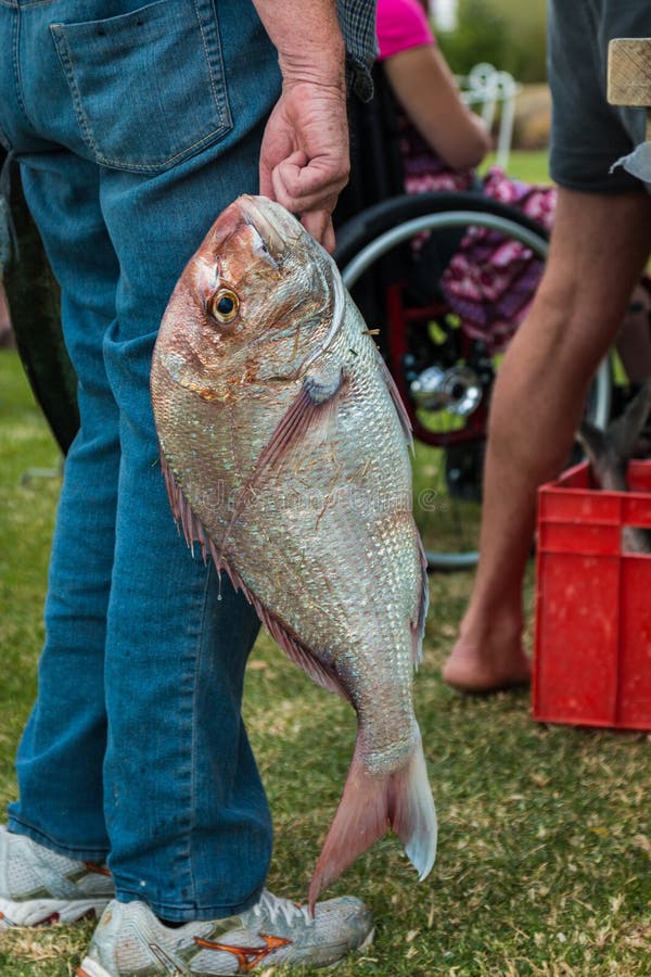 Snapper stock image. Image of catch, carry, pagrus, auratus - 52536179