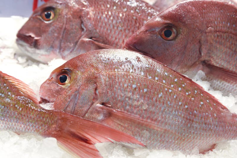 Ruby Snappers Stock Photos - Free & Royalty-Free Stock Photos from ...