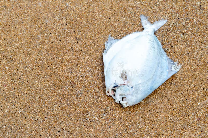 222 Fish Fangs Stock Photos - Free & Royalty-Free Stock Photos from ...