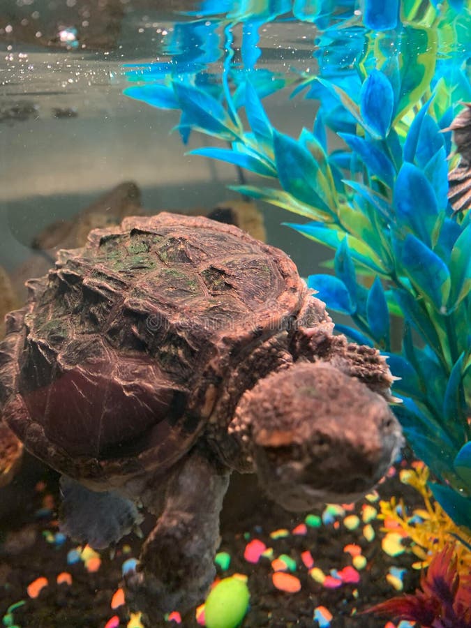 Snapper Turtle Inside the Aquarium Stock Image - Image of nature, water ...