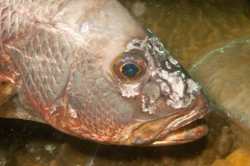 Snapper vissen met tumor stock foto. Image of thailand - 19583068