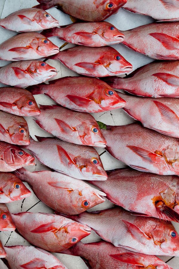 Snappers stock image. Image of reef, snapper, lutjanus - 17696671