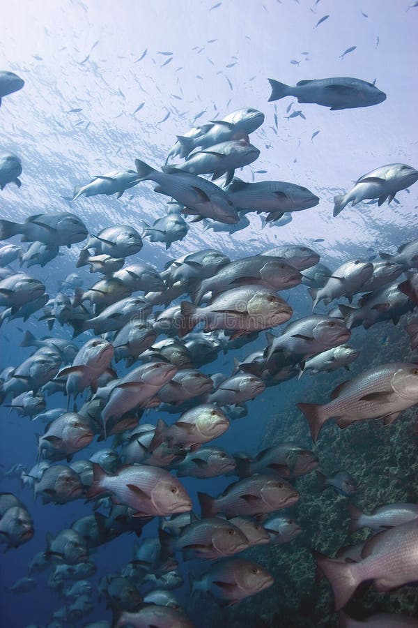 Snappers stock image. Image of diver, eyes, safe, goat - 10955225