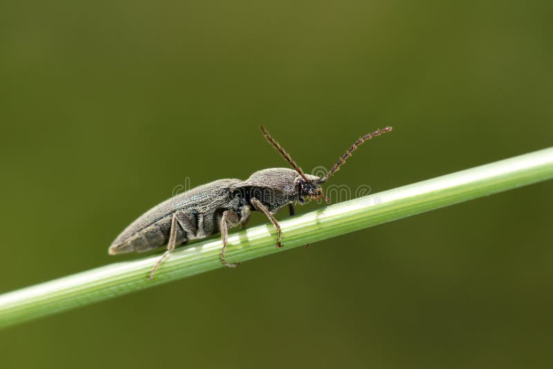 Snapping beetle stock image. Image of insect, snapping - 54383001