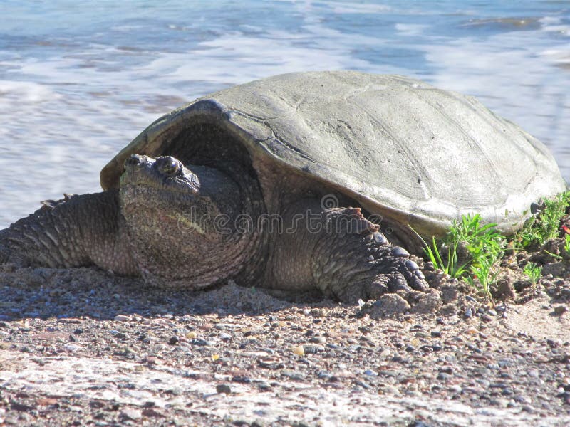 Snapping to Life s Tune stock photo. Image of snapping - 278470410