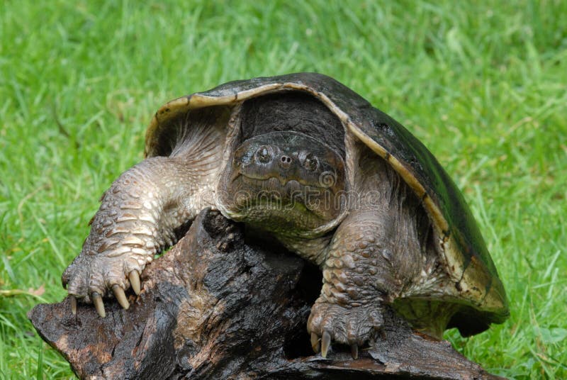 Snapping turtle stock photo. Image of details, animal - 10360114