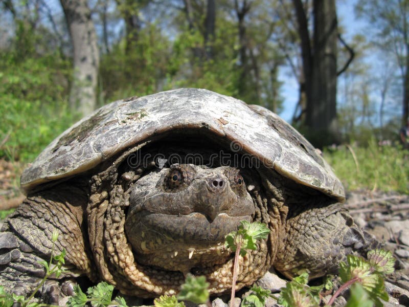 Snapping turtle stock photo. Image of slow, head, leathery - 4161894