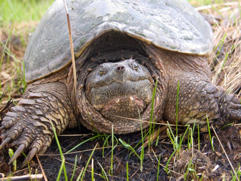 Snapping Turtle stock image. Image of animal, predator - 8276675