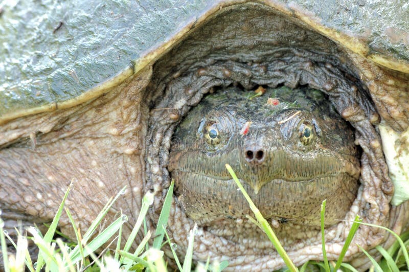 Snapping Turtle. stock photo. Image of outdoors, turtle - 19786386