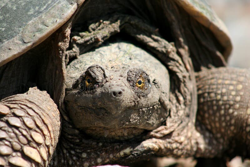 Snapping Turtle Face