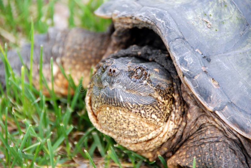 Snapping Turtle Face stock image. Image of eyes, head - 32801675