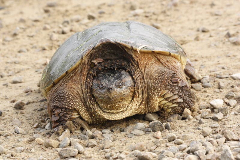 Snapping turtle stock photo. Image of spring, north, reptile - 21743410