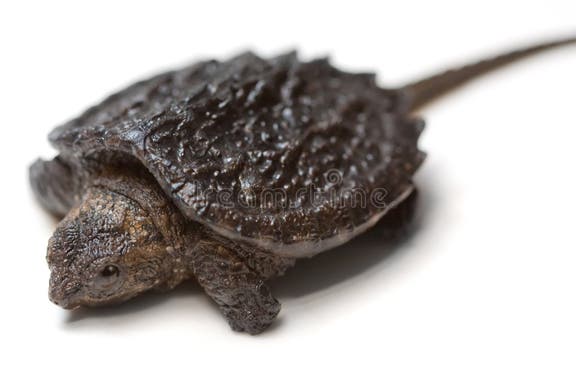 Freshwater Snapping Turtle White Background Stock Photos - Free ...