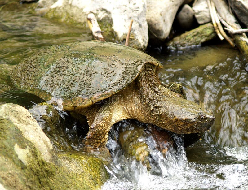 Snapping Turtle Eggs (Chelydra Serpentina) Stock Image - Image of ...